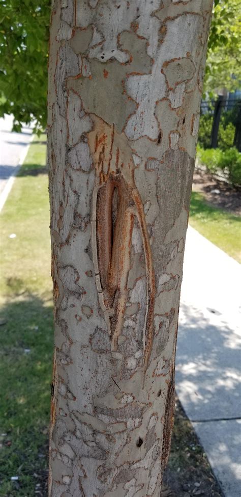 This Tree R Mildlyvagina