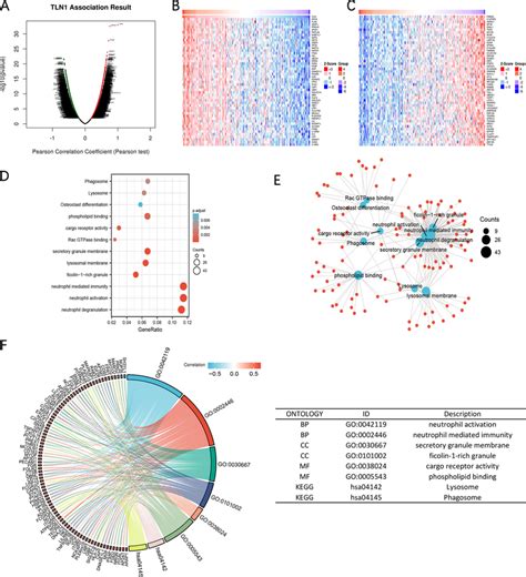 Tln1 Related Genes And Gokegg Enrichment Analysis A Pearson Test Was