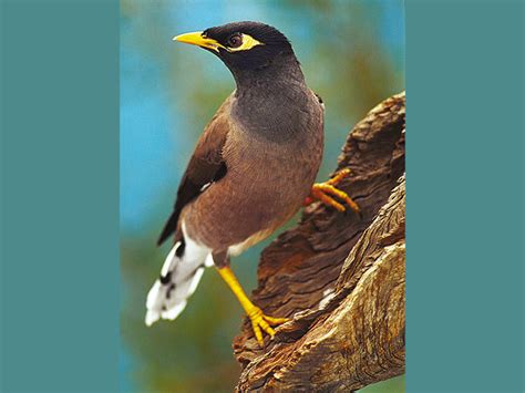 Environment Authority To Fight Invasive Bird Species