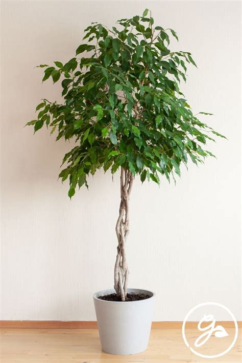 Tips For Growing Ficus Indoors