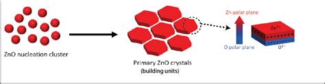 Nucleation And Growth Scheme Of Zno Nanoparticle Building Units Download Scientific Diagram