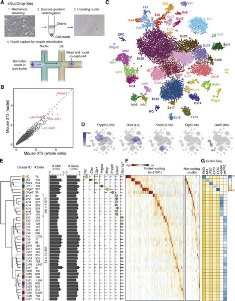 Dissecting Cell Type Composition And Activity Dependent Transcriptional