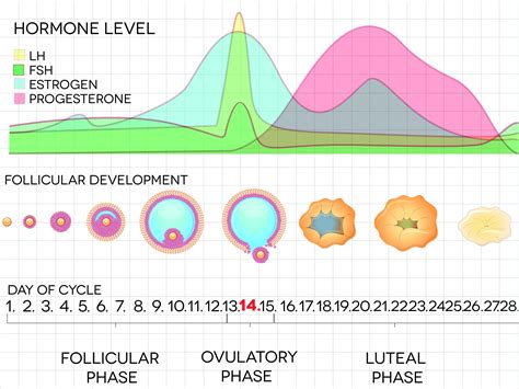 Female Hormone Cycle Chart
