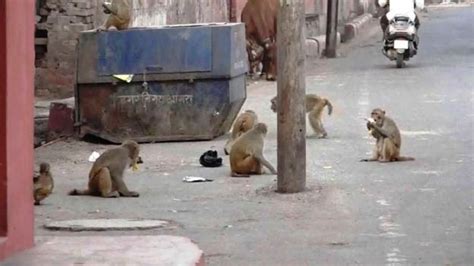 Macaco Rouba E Mata Bebê De 12 Dias Na Índia Notisul