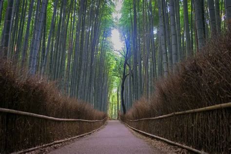 京都嵐山観光の必見スポット28選自然と歴史が織りなす絶景の魅力を堪能しよう TOKKトック大阪京都神戸阪急沿線おでかけ情報メディア