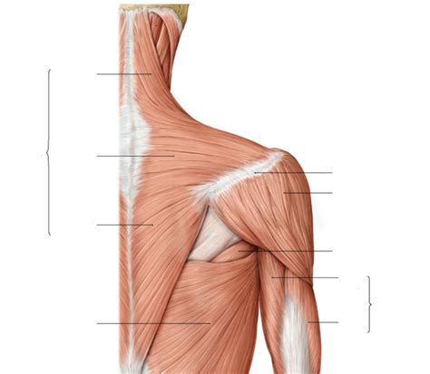 Ex 2 Lab 3 Diagram Quizlet