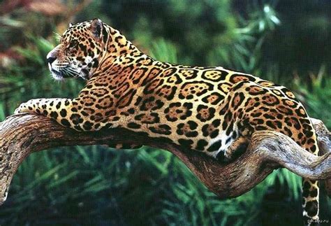 Ягуар. Красавец. | Пикабу