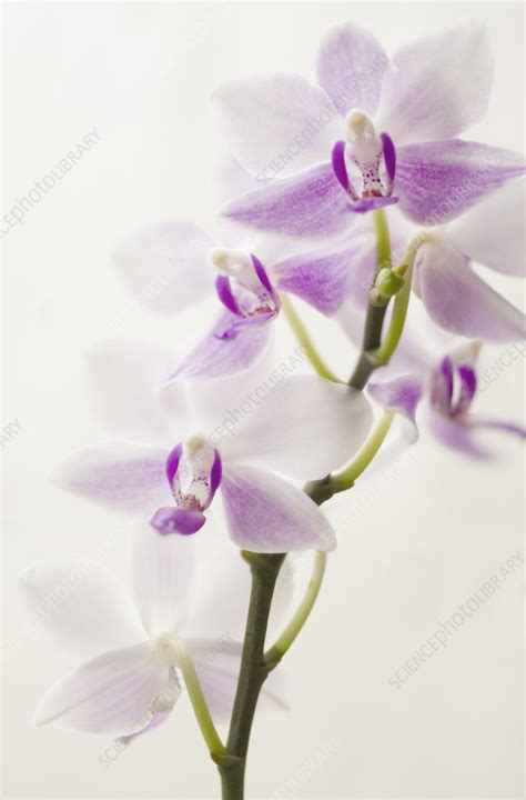 Moth Orchid Phalaenopsis Hatuyuki Flowers Stock Image C058 0201 Science Photo Library