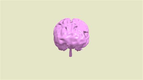 Segmentationbrain 3d Model By Montescaro 0dae872 Sketchfab