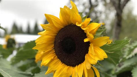 Подсолнечник без семян крупным планом · 1920x1080 Full Hd бесплатная фотография от Arashilkis