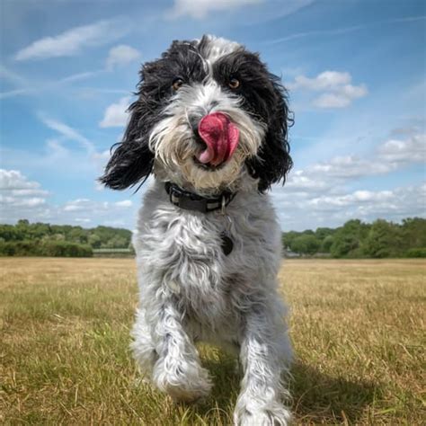 Cockapoo Prijs Karakter Gezondheid Voeding En Meer