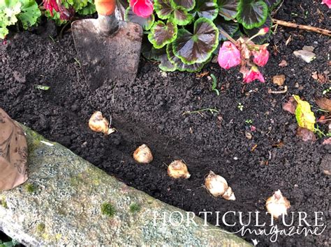Planting Iris Bulbs In Autumn Remember That Good Drainage Is Key To