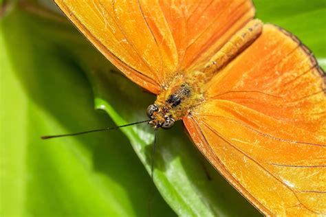 Download Beautiful Bright Yellow Butterfly Wallpaper Wallpapers Com