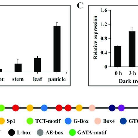 Expression Pattern And Promoter Cis Regulatory Element Analysis Of