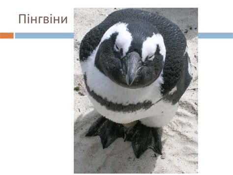 Презентація Практична робота №2 Виявлення прикладів пристосувань до способу життя у