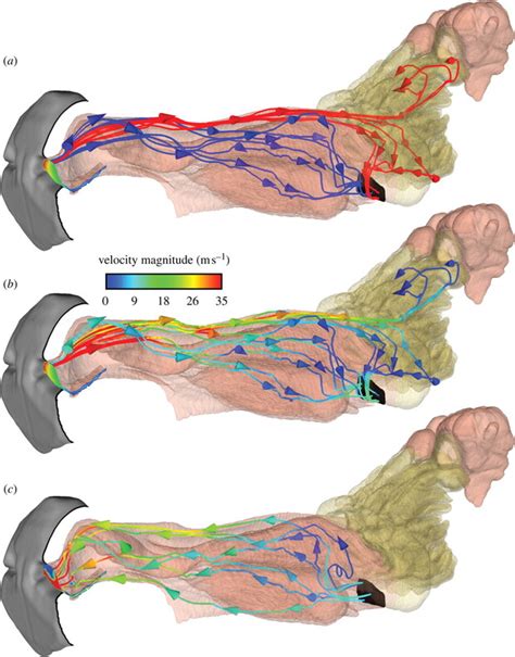 Dog Olfactory Receptors