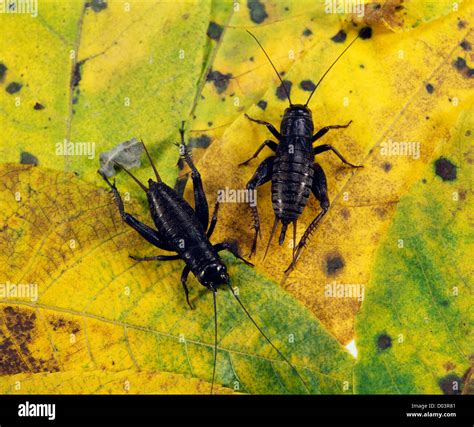 Field Cricket Identification At Michael Bigby Blog