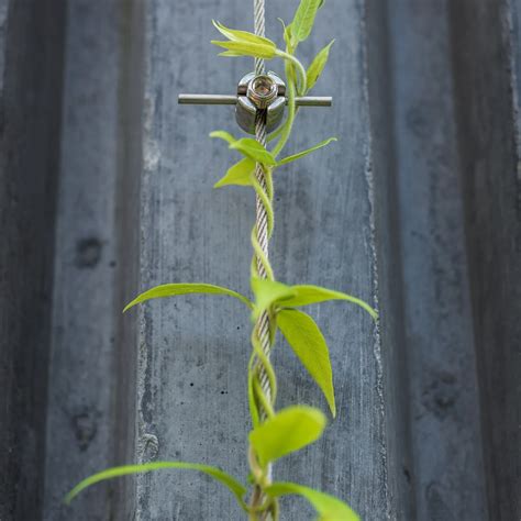 How To Grow Plants On A Trellis