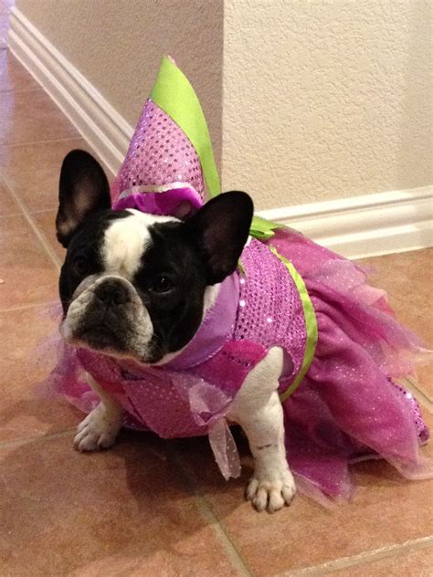 1000 Images About Frenchie Costumes On Pinterest