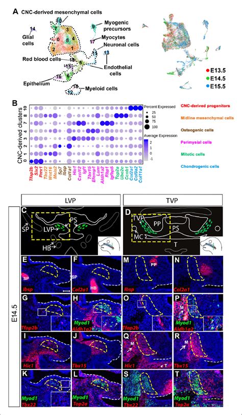 Analysis Of Distinct Populations Of Cranial Neural Crest Cnc Derived