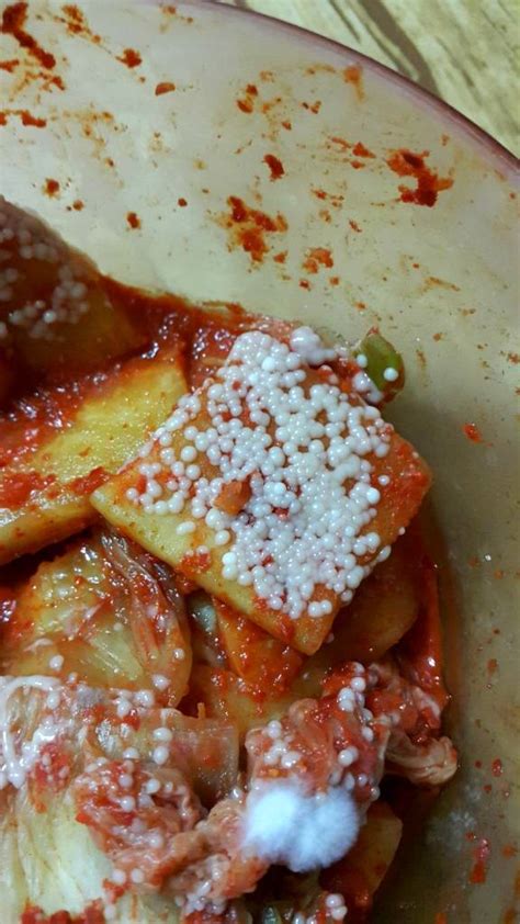 김치에 핀 곰팡이 레전드 인스티즈 Instiz 이슈 카테고리