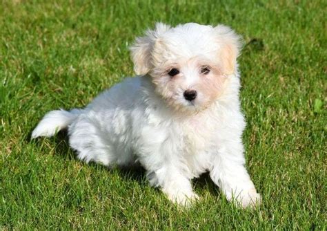 Maltezer Pups Te Koop Erkende Fokker