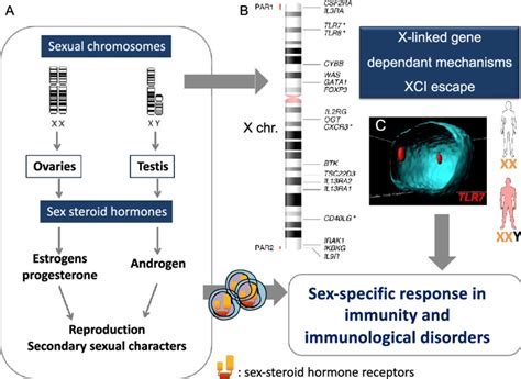 Sex Chromosome And Sex Hormones In The Regulation Of Immunity A The Download Scientific