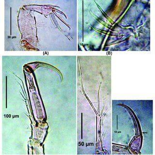 Development Of Dicot Embryo Germination Of Seeds