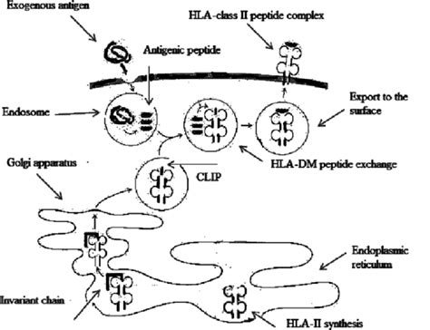 Human Leukocyte Antigen HLA Download Scientific Diagram