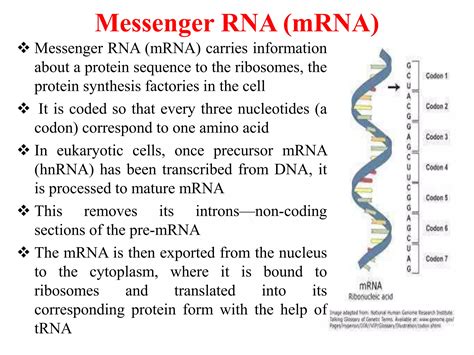 Secondary And Tertiary Structure Of Rna Pptx