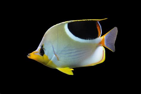 Shop Saddleback Butterflyfish Reeftopia Australias Source For