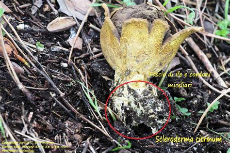 Scleroderma Citrinum Sui Funghi E Sulle Piante