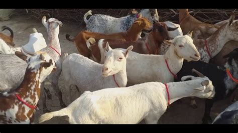 Sex Bakra Live Video YouTube