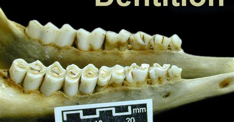 East African Ungulate Dentition Archive The Smithsonian Institutions Human Origins Program