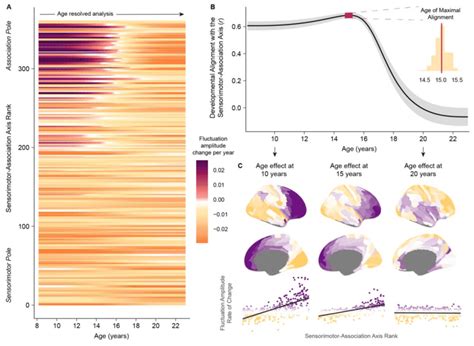 Neurodevelopment Progresses Along The Sensorimotor Association Axis Download Scientific Diagram