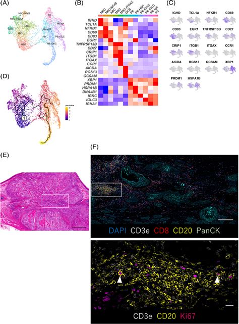 The Subtypes Of Til‐bs In Escc A Umap Plot Was Color‐coded By 12