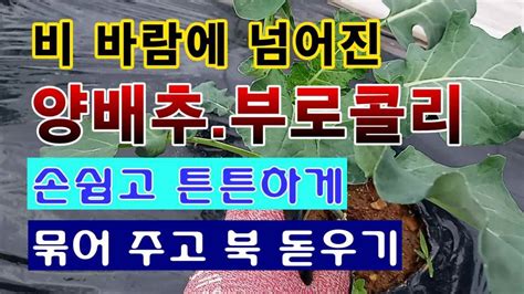 텃밭농부 1438 비 바람에 넘어진 양배추 부로콜리 묶어 주고 북돋우기 양배추재배 부로콜리재배 Youtube