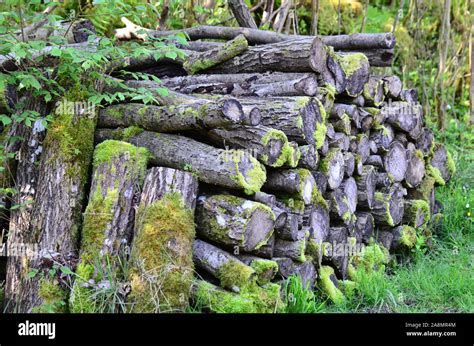 Pile De La Faune Pour Les Insectes Banque De Photographies Et Dimages