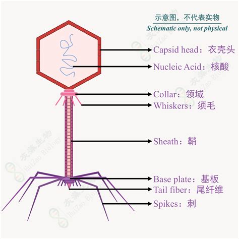 人埃可病毒1型核糖核酸液体室内质控品 Hzb371776 Vq 产品详情 灰藻生物