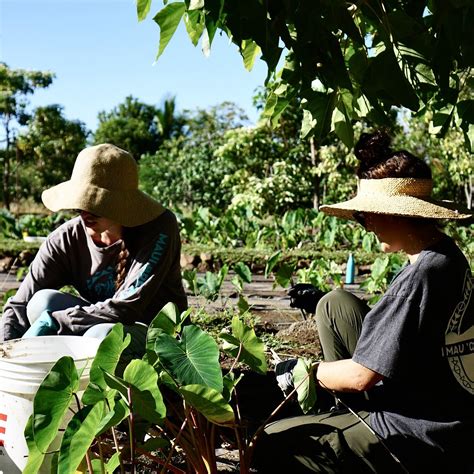 Restore Maui Llc 2025 All You Need To Know Before You Go With Reviews