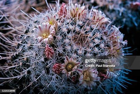 Cactus Owl Photos And Premium High Res Pictures Getty Images