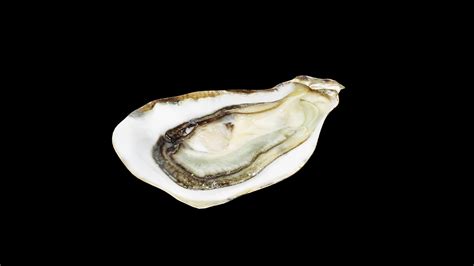 Oyster Piece 3d Model By Noctrawear