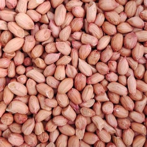 Java Groundnut Kernel At ₹ 95kg Blanched Groundnut Kernels In Surat Id 2854449550733