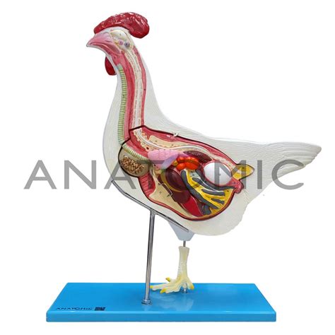 Anatomia Da Galinha Anatomic Produtos Anatômicos