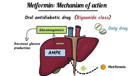 Metformin 500 Mg Tablet At ₹ 600box Acarbose And Metformin Tablet In
