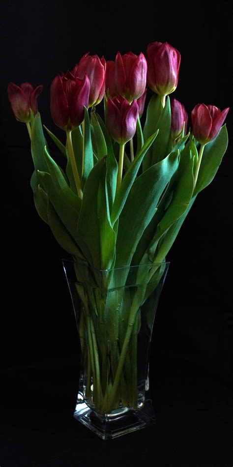 튤립 빨간 꽃 화병 붉은 Pixabay의 무료 사진