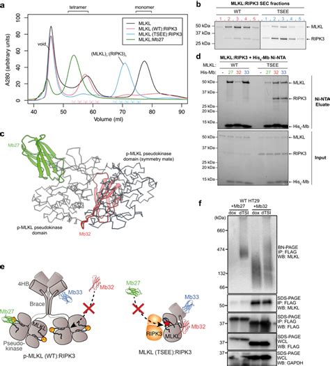 Pseudokinase Domain Dimerization Drives Full Length Mlkl Download Scientific Diagram