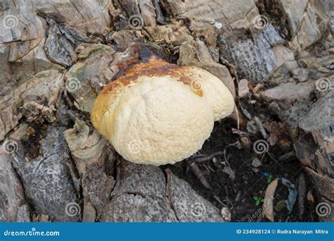 Fungus Growing On Tree Trunk India Stock Photo Image Of Botany Growth 234928124