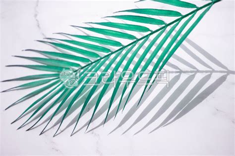 엽상체 야자수 그림자 실루엣 나뭇잎 사진이미지일러스트캘리그라피 Borina작가