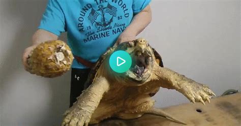 Wanna See A Snapping Turtle Bite A Pineapple  On Imgur